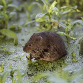 Water Vole Ecology and Field Signs Training - Wednesday 10th May 2023 ...