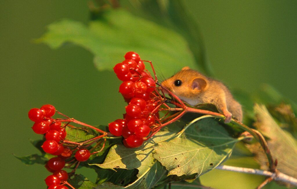 Dormouse COULANGES Shutterstock- People's Trust for Endangered Species