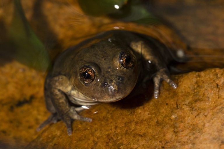 Recovering the El Rincon stream frog - People's Trust for Endangered ...