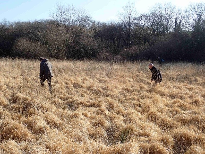 Small mammal nests in Cornwall - People's Trust for Endangered Species