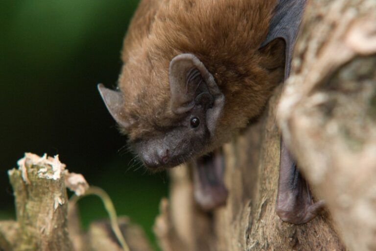 Noctule bat - People's Trust for Endangered Species