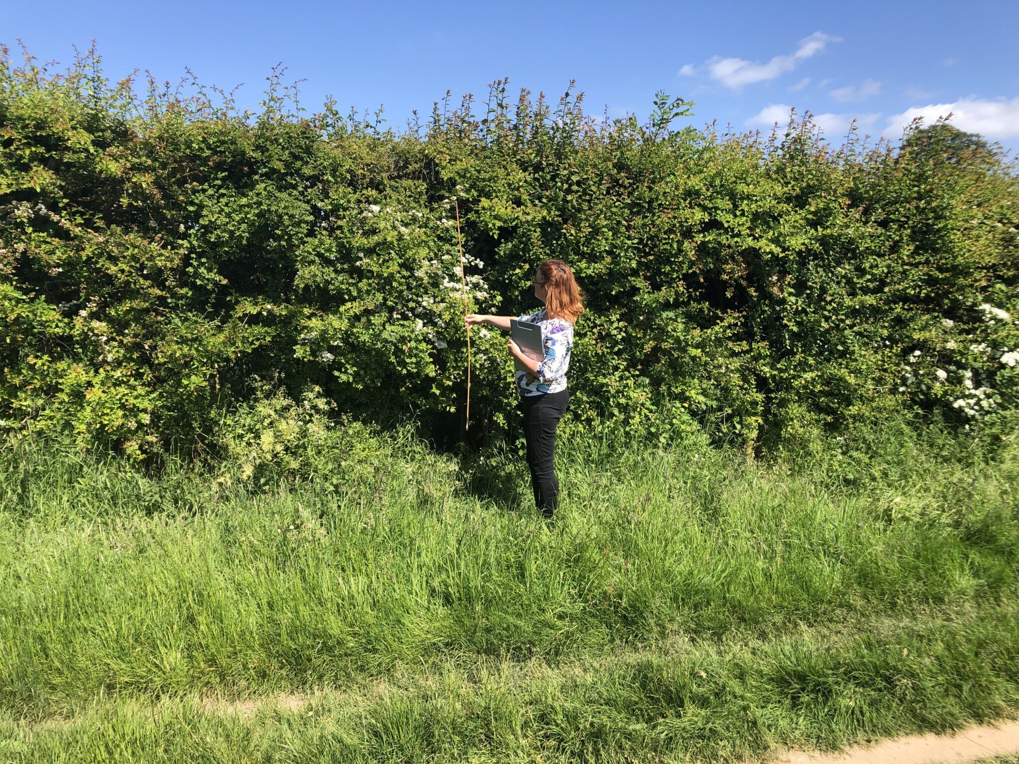 Press release: Health-check Britain’s hedgerows this summer - PTES