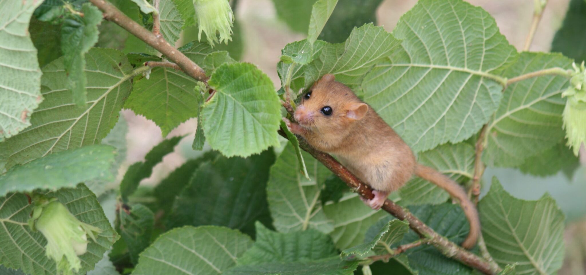 wildlife-dormouse-15_John Webley - People's Trust for Endangered Species
