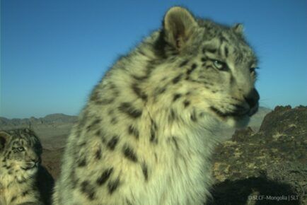Collaring two new snow leopards in Mongolia - PTES