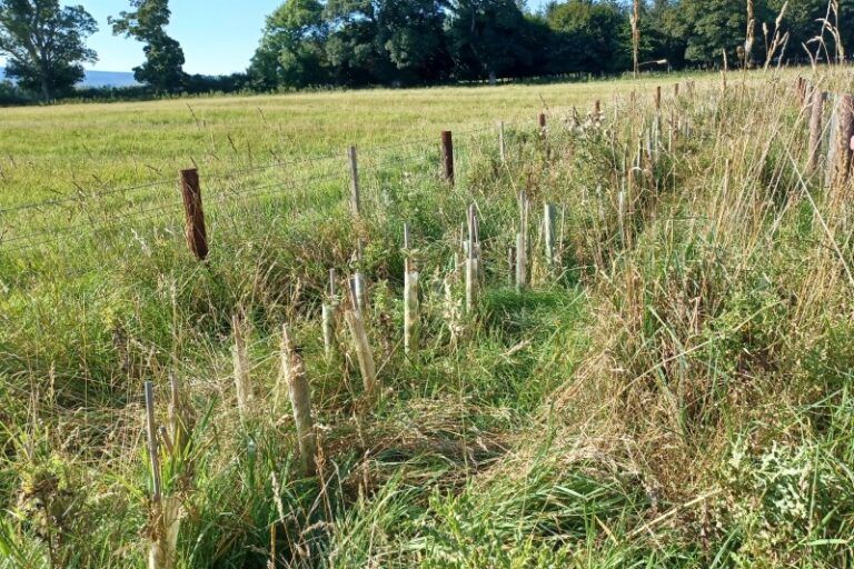 Exploring some exemplary hedges in Northumberland - PTES