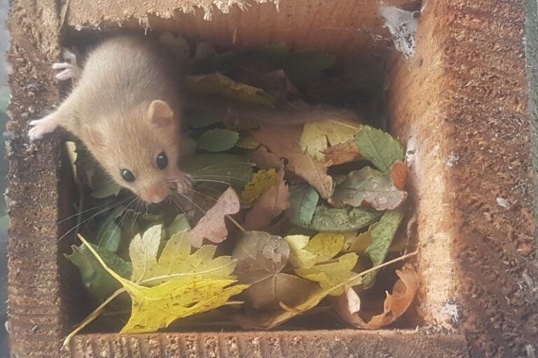 A look back at our 2023 dormouse reintroduction - PTES