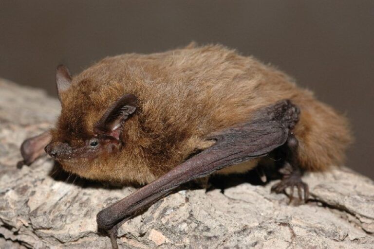 Bats, gnats, and stats - People's Trust for Endangered Species