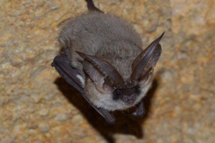 Grey long-eared bat - People's Trust for Endangered Species