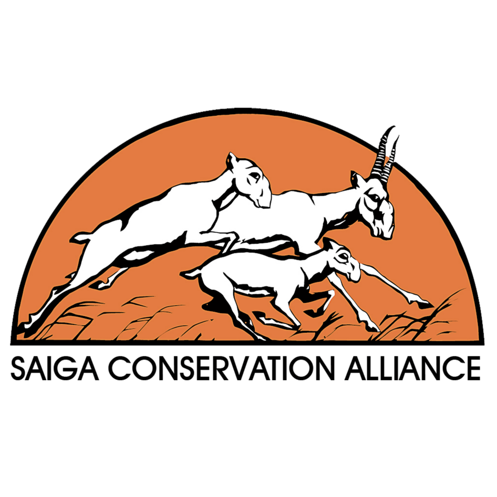 Saiga antelope reclassified to Near Threatened on IUCN Red List - PTES