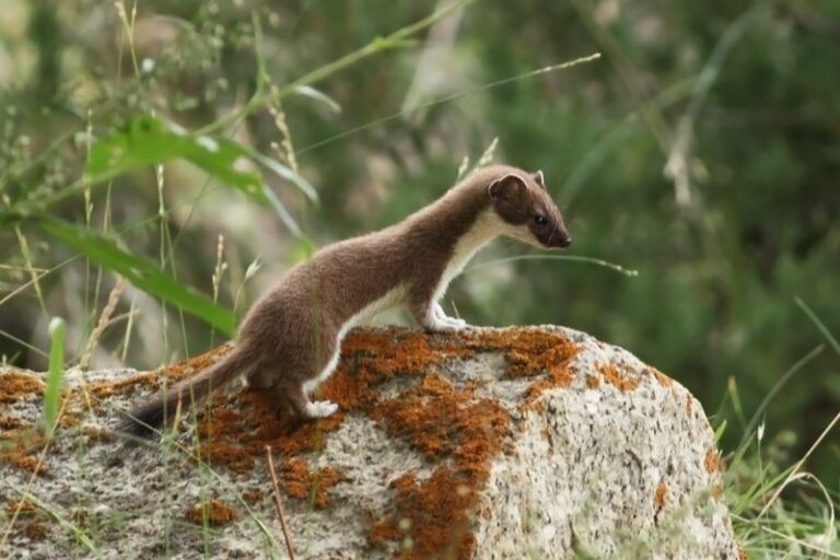 Stoat - People's Trust for Endangered Species