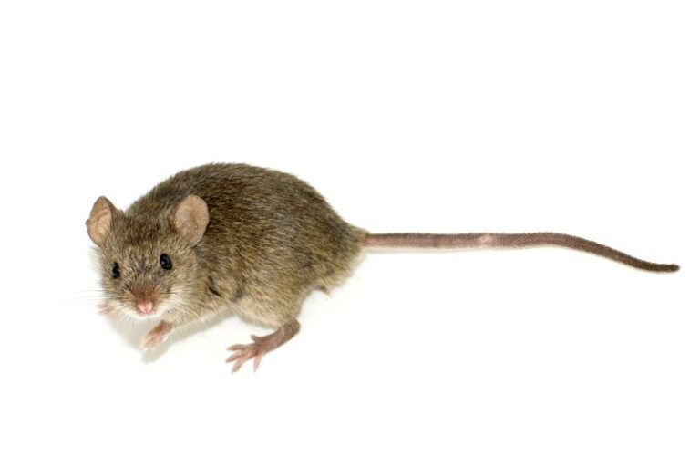 House mouse - People's Trust for Endangered Species