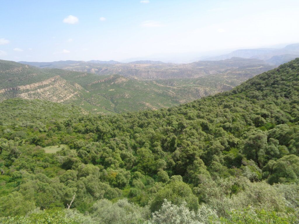 Globally threatened dragon tree needs urgent help - PTES