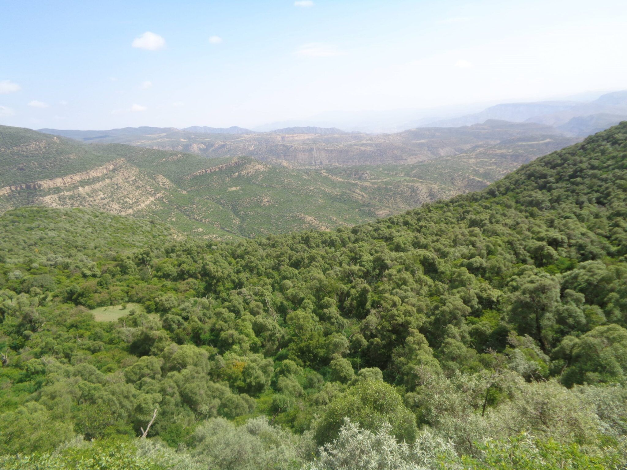 Globally threatened dragon tree needs urgent help - PTES