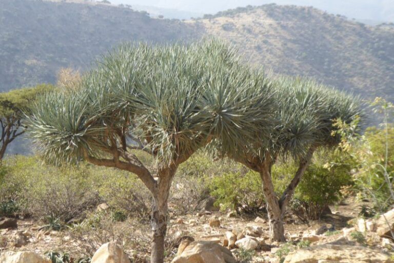 Globally threatened dragon tree needs urgent help - PTES