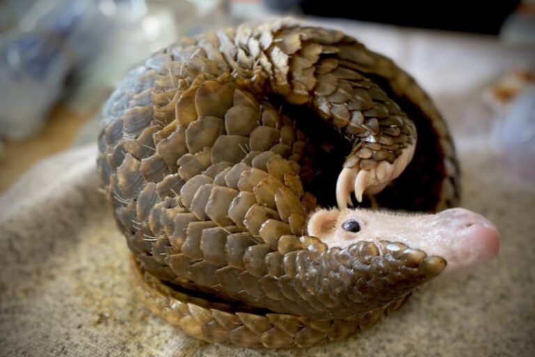 Ensuring the survival of released pangolins in Vietnam - PTES