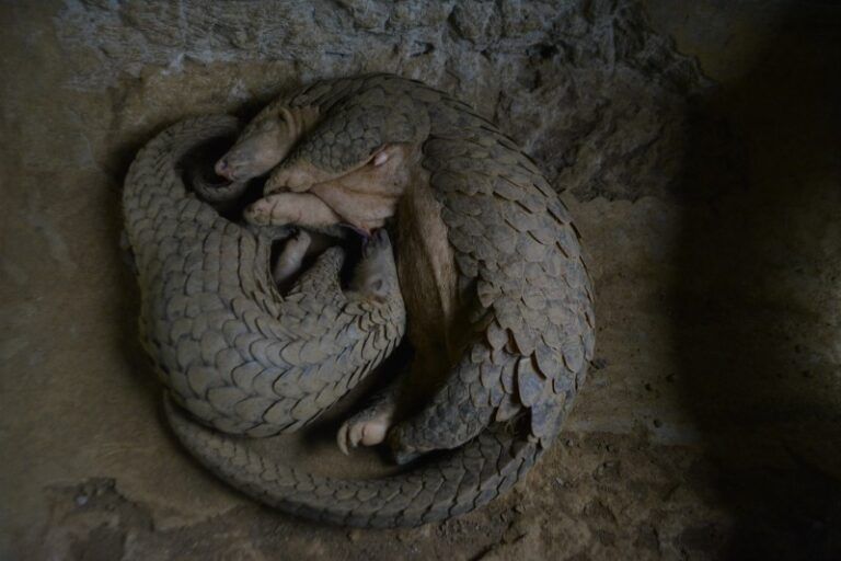Ensuring the survival of released pangolins in Vietnam - PTES