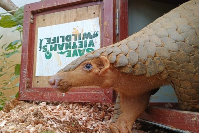 Ensuring the survival of released pangolins in Vietnam - PTES