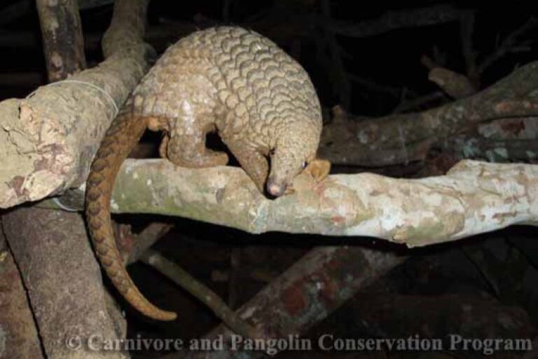 Ensuring the survival of released pangolins in Vietnam - PTES