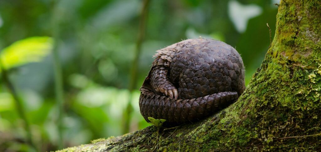 Sunda pangolin Shutterstock.com, Ari Asp999 - People's Trust for ...