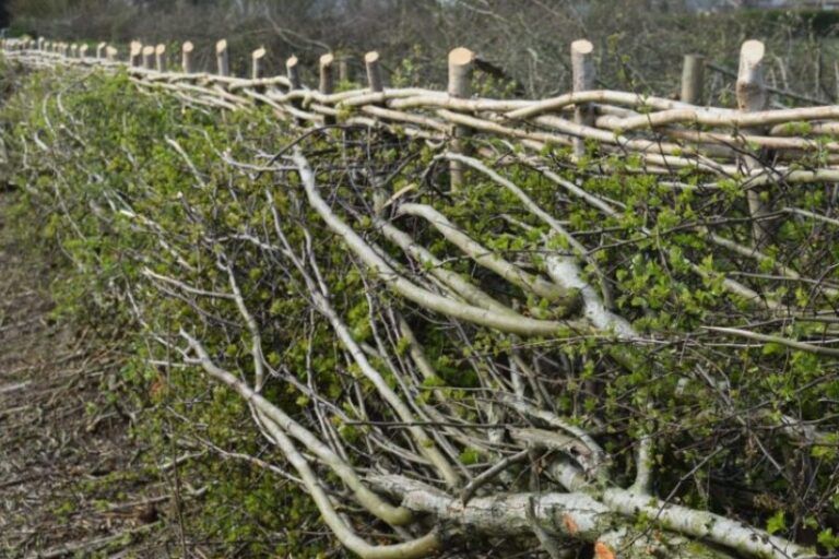 Planting and restoring 45,000 miles of Britain's hedgerows - People's ...