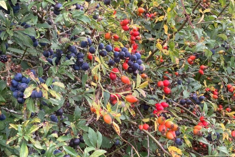 Planting and restoring 45,000 miles of Britain's hedgerows - People's ...