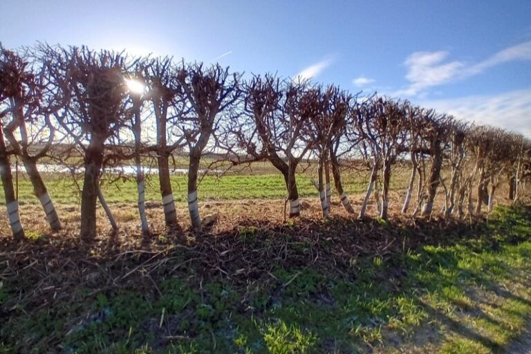 Planting and restoring 45,000 miles of Britain's hedgerows - People's ...