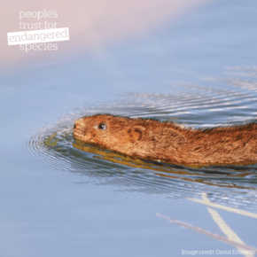Water Vole Ecology and Field Signs Training - Thursday 23rd May 2024 ...