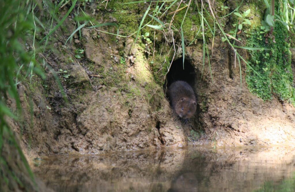 Water vole in burrow on a riverbed. Emily Marnham. National Water Vole ...