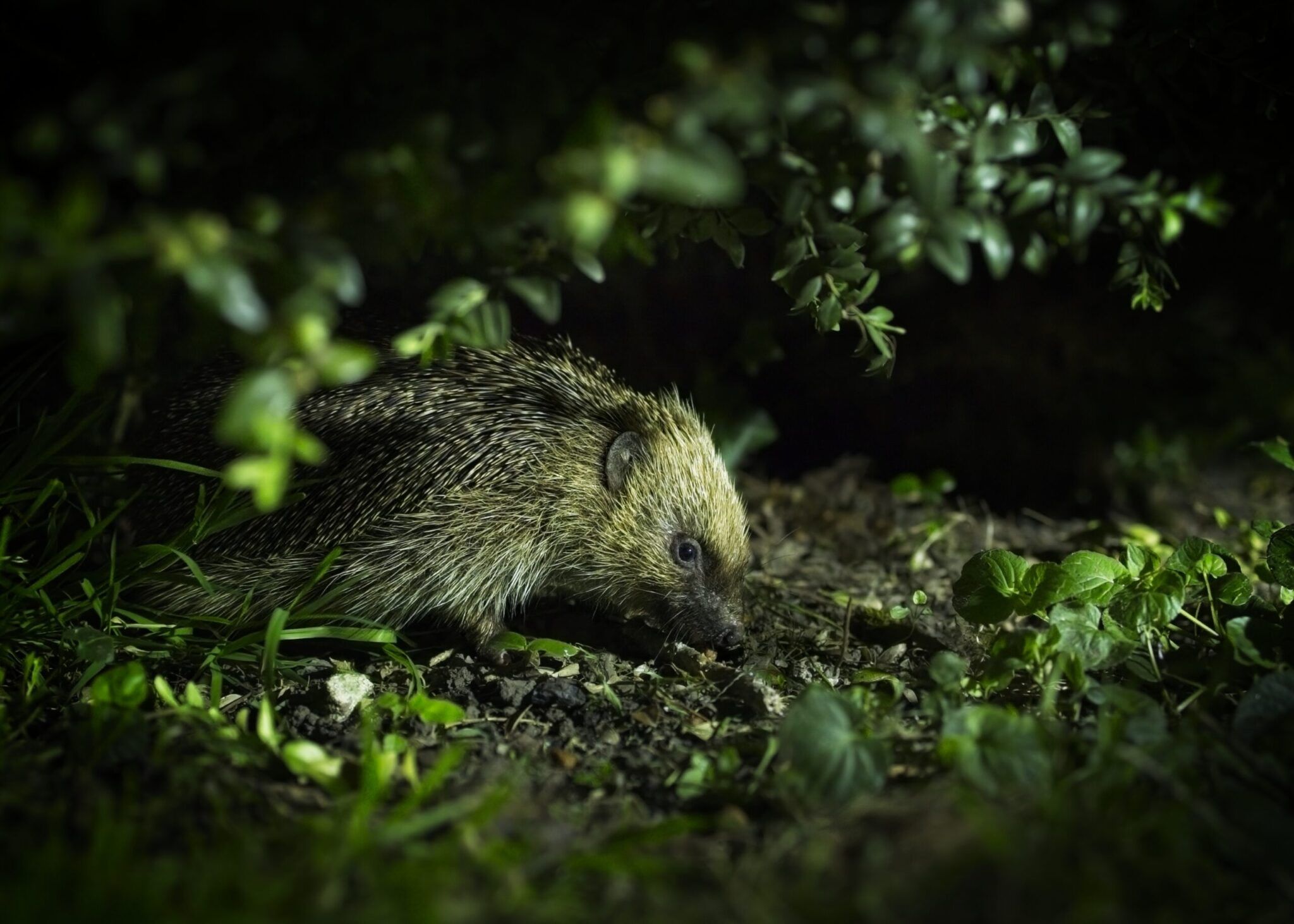 Hedgehog by Christopher Morgan - People's Trust for Endangered Species