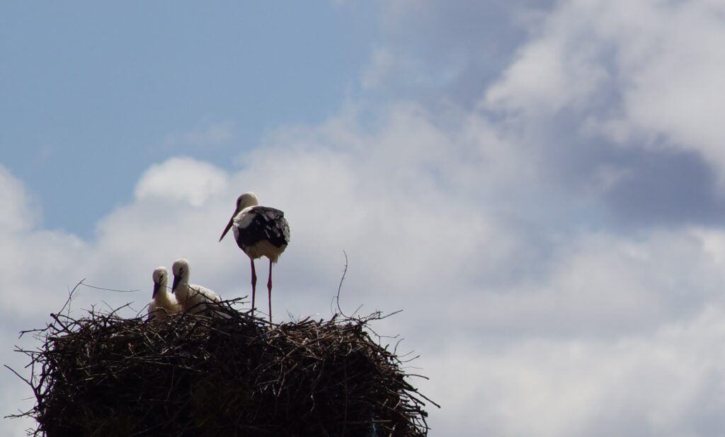 Can we bring white storks back to Devon? - People's Trust for ...