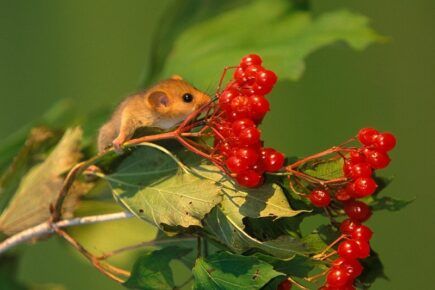 Hazel dormice in hedges and scrubs - People's Trust for Endangered Species