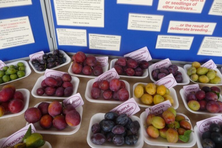 Celebrating Traditional Orchards and Apple Day - People's Trust for ...