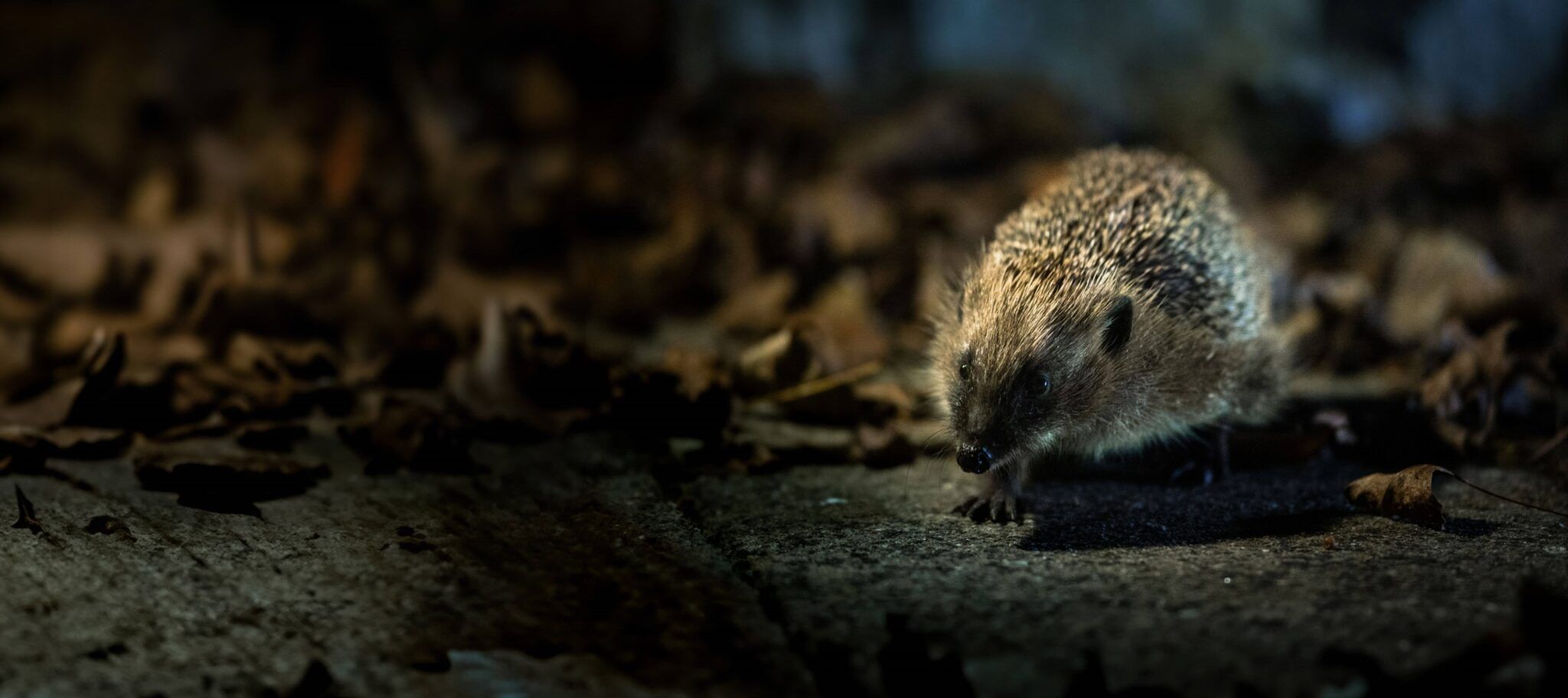 NATIONAL HEDGEHOG CONSERVATION STRATEGY - People's Trust for Endangered ...