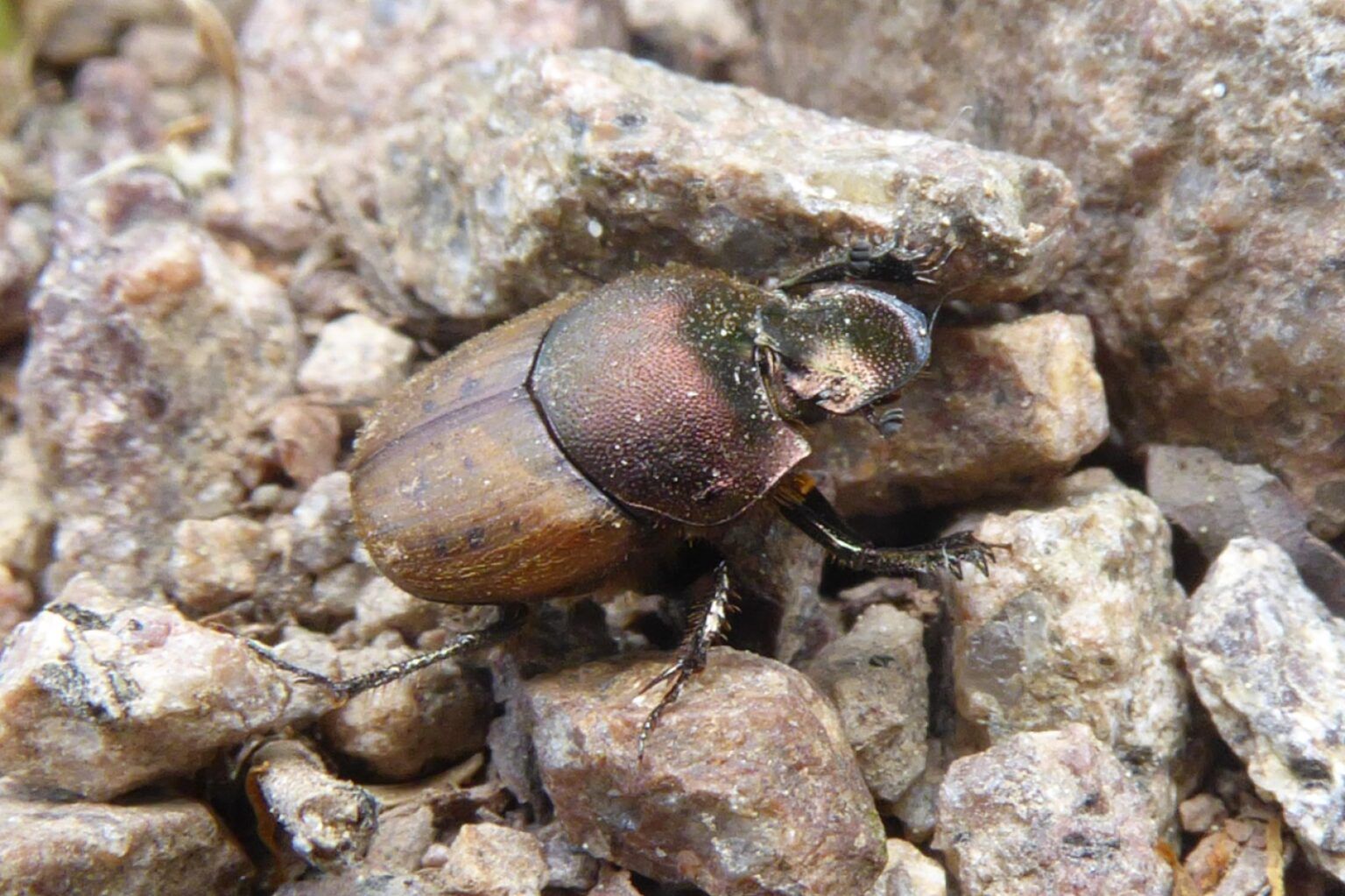 Digging for dung beetles - People's Trust for Endangered Species