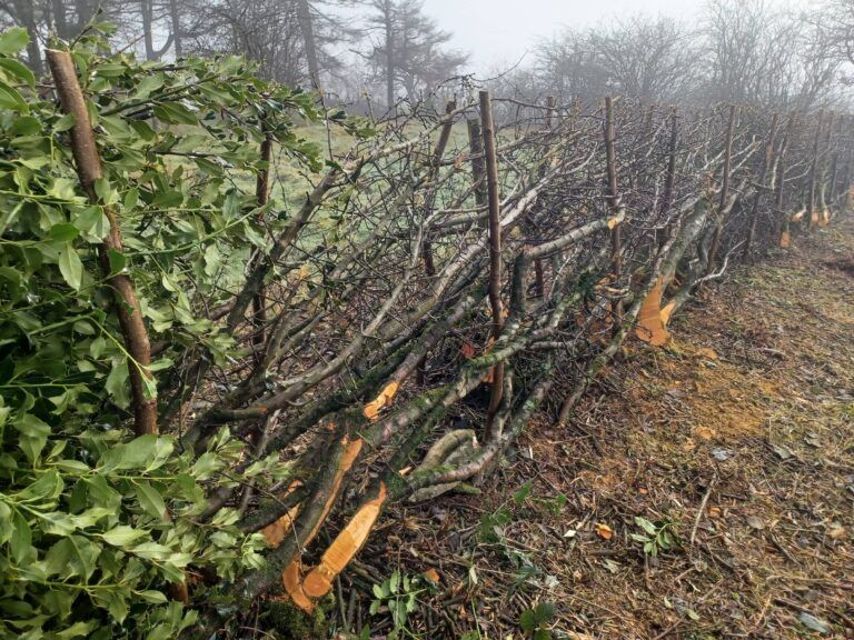 Hedgerows depend upon the return of capital grant support - PTES