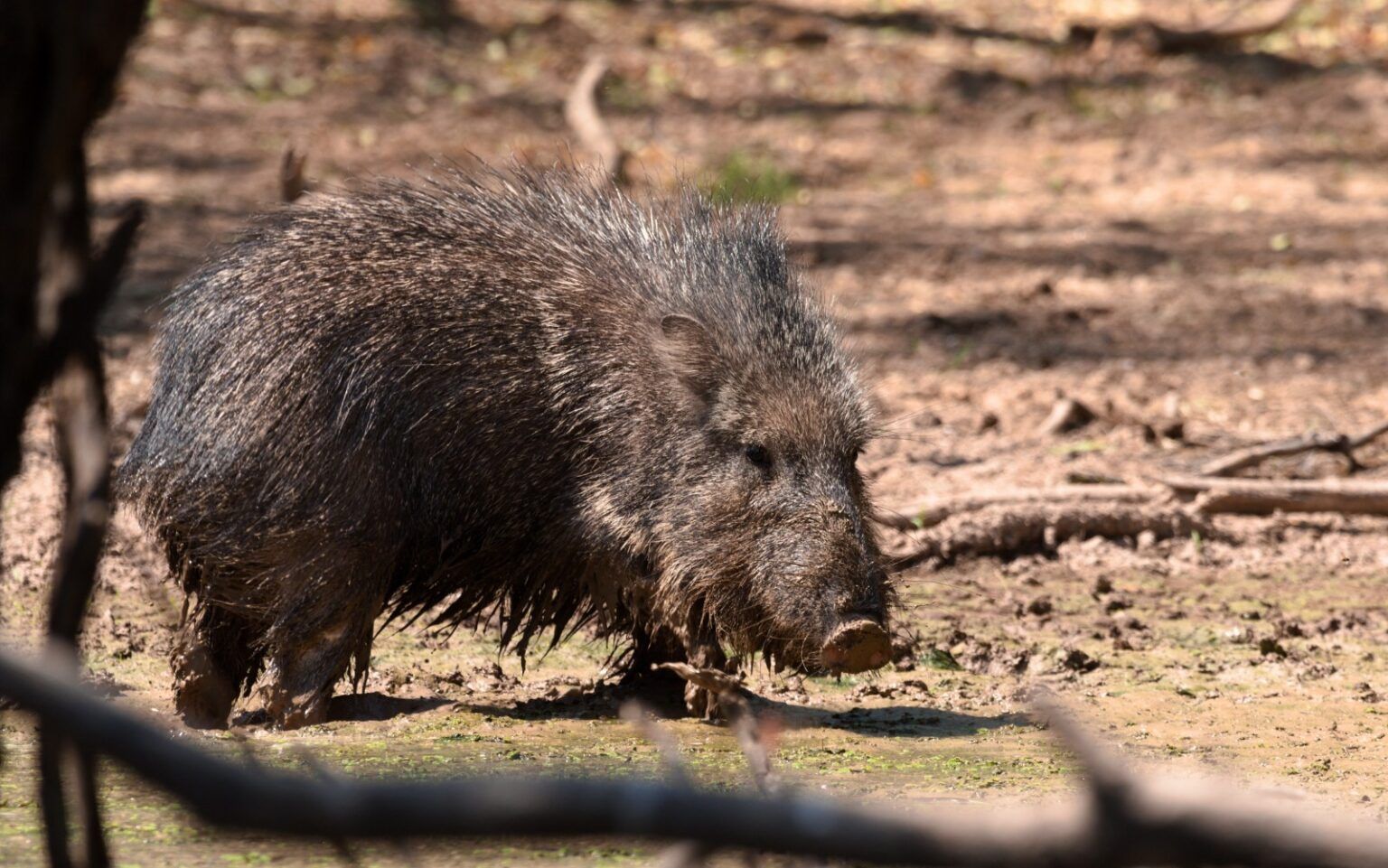 Chacoan peccaries in the Gran Chaco of Paraguay - PTES