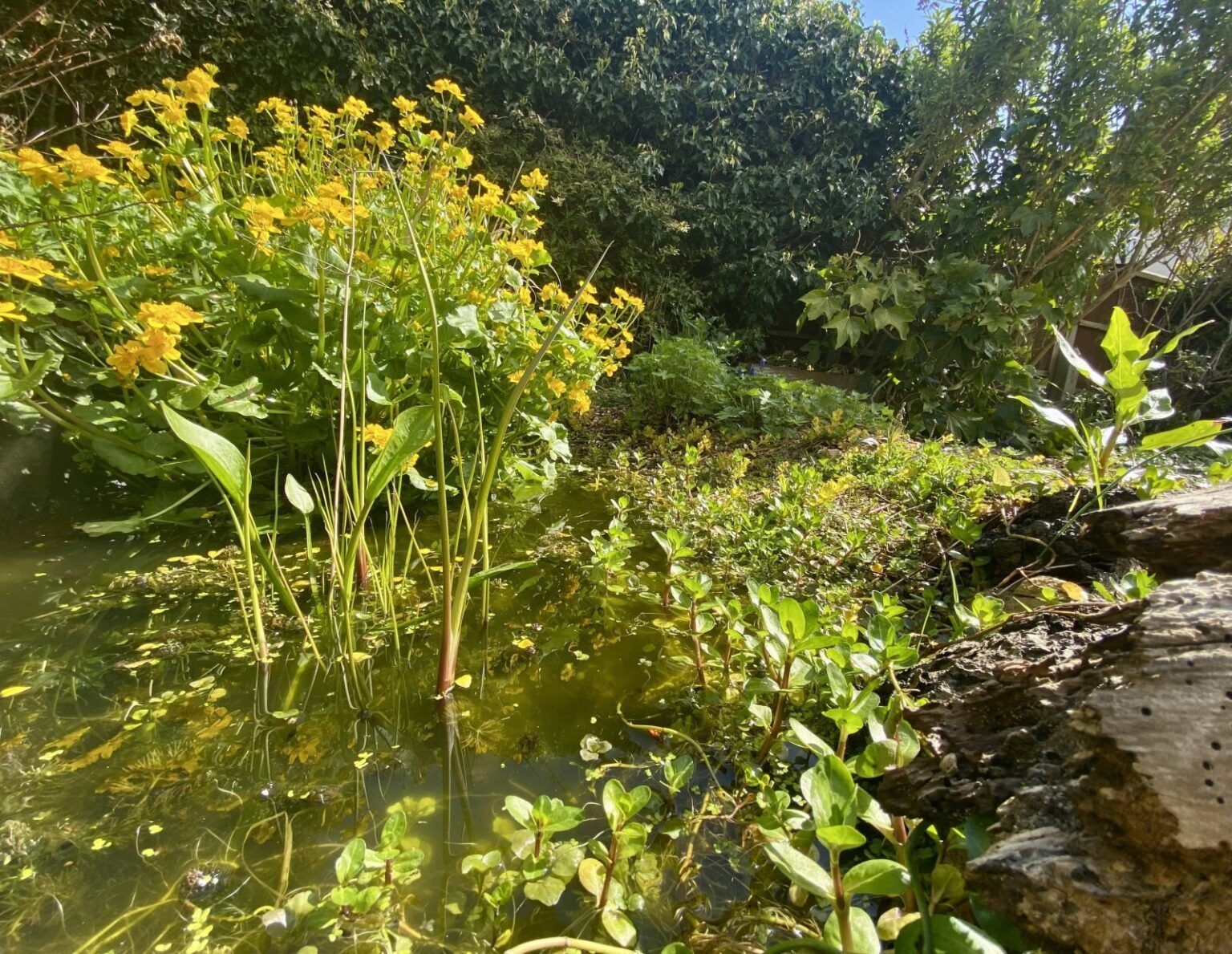 How to make a wildlife pond - People's Trust for Endangered Species