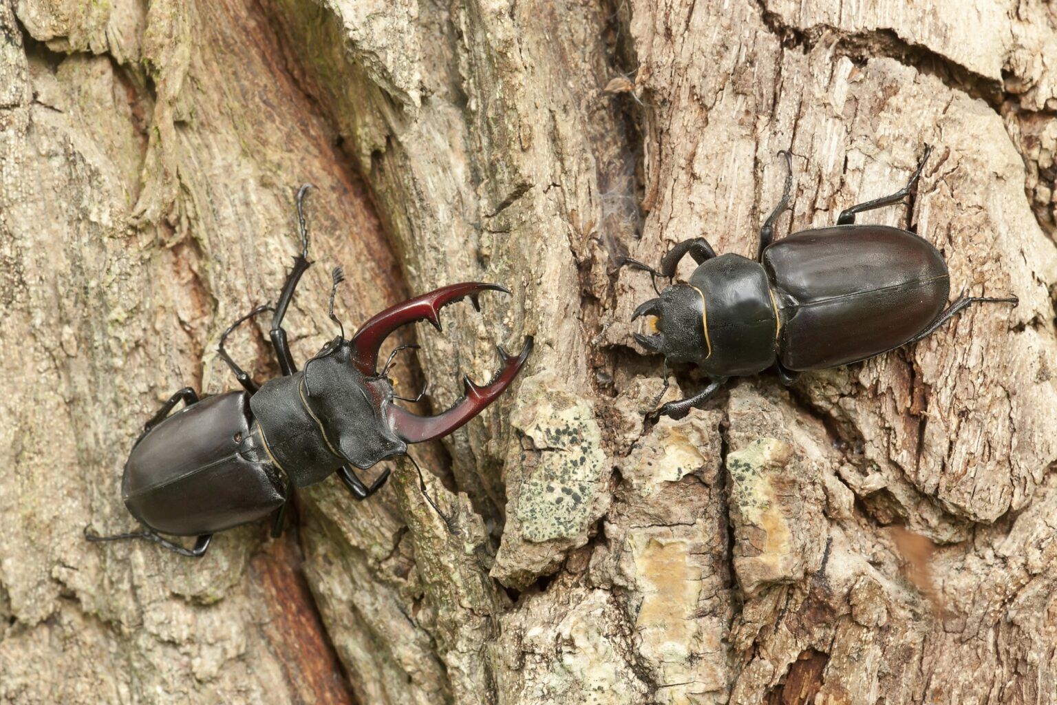 Changes in the stag beetle population of Great Britain - People's Trust ...